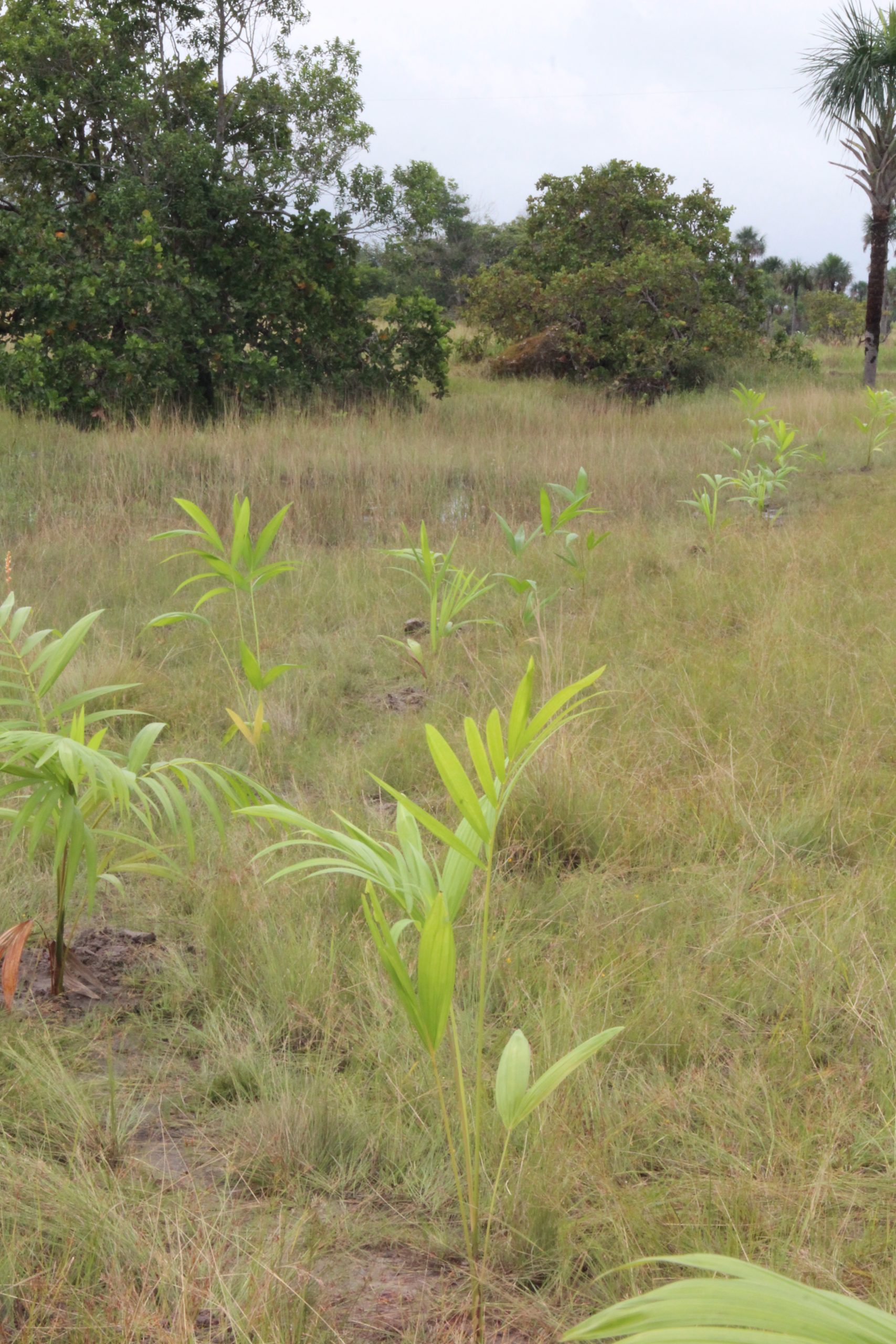 EDUCAÇÃO AMBIENTAL – Plantio de mudas na comunidade indígena Canauanim ...