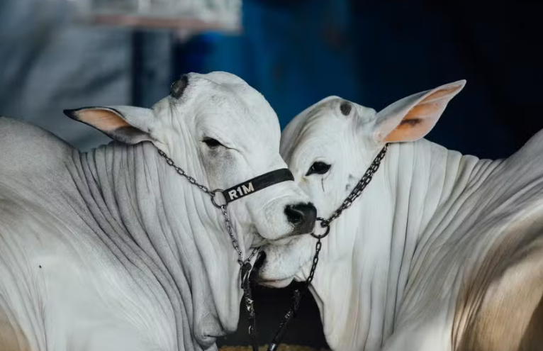 Conheça o Zebu: tudo sobre a raça bovina mais criada no Brasil ...
