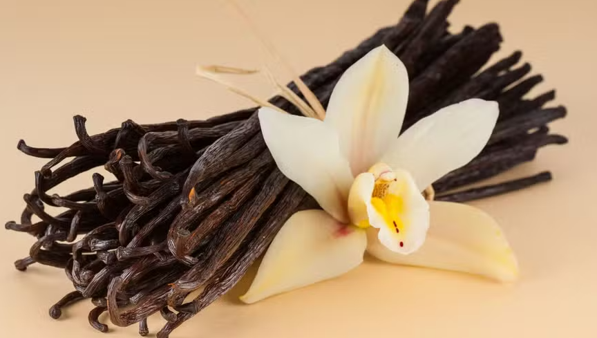 Baunilha: saiba como plantar a especiaria que pode custar até R$ 6 mil ...